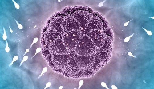 Ovulación, ciclo menstrual y días de ovulación- TodoPapás